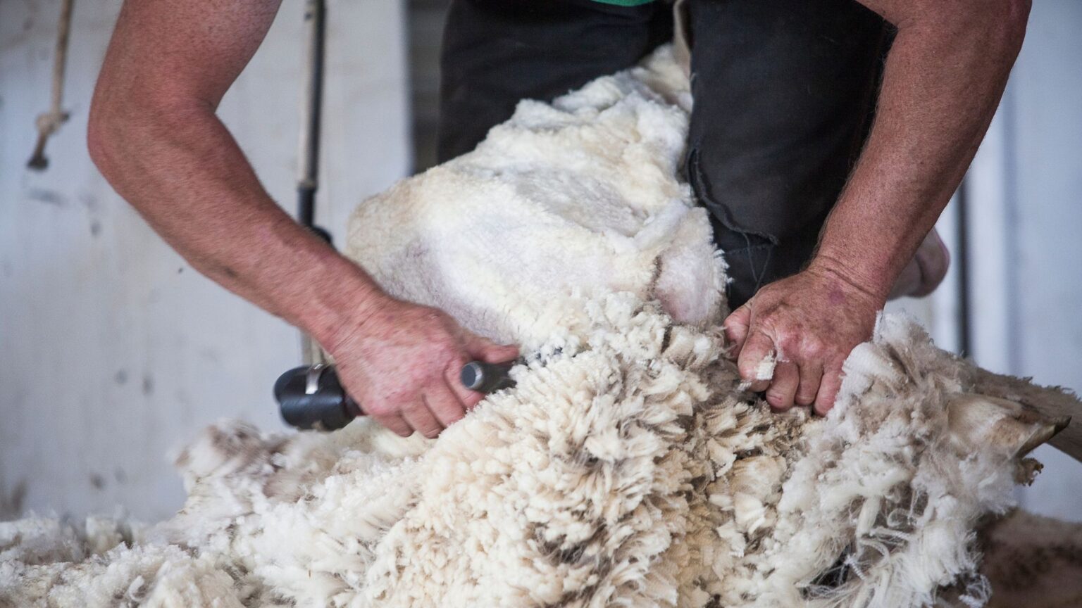 Is Wool Sustainable? | Roberta Lee - The Sustainable Stylist